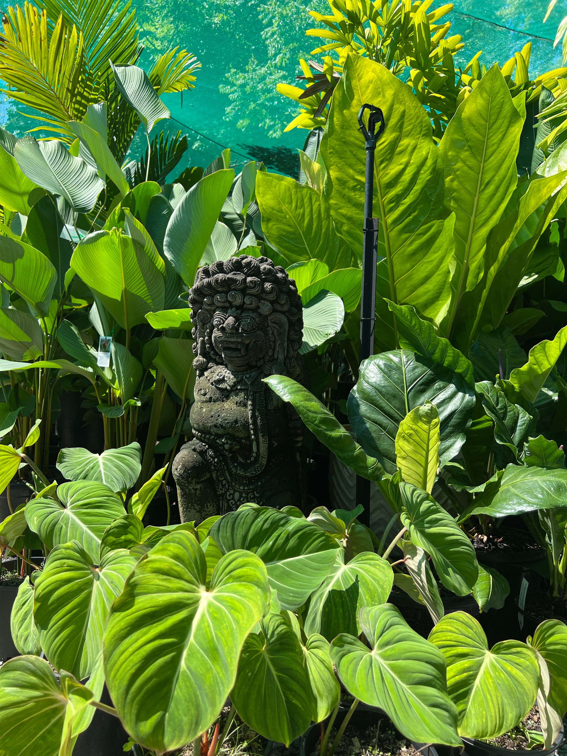 Tropical Plants